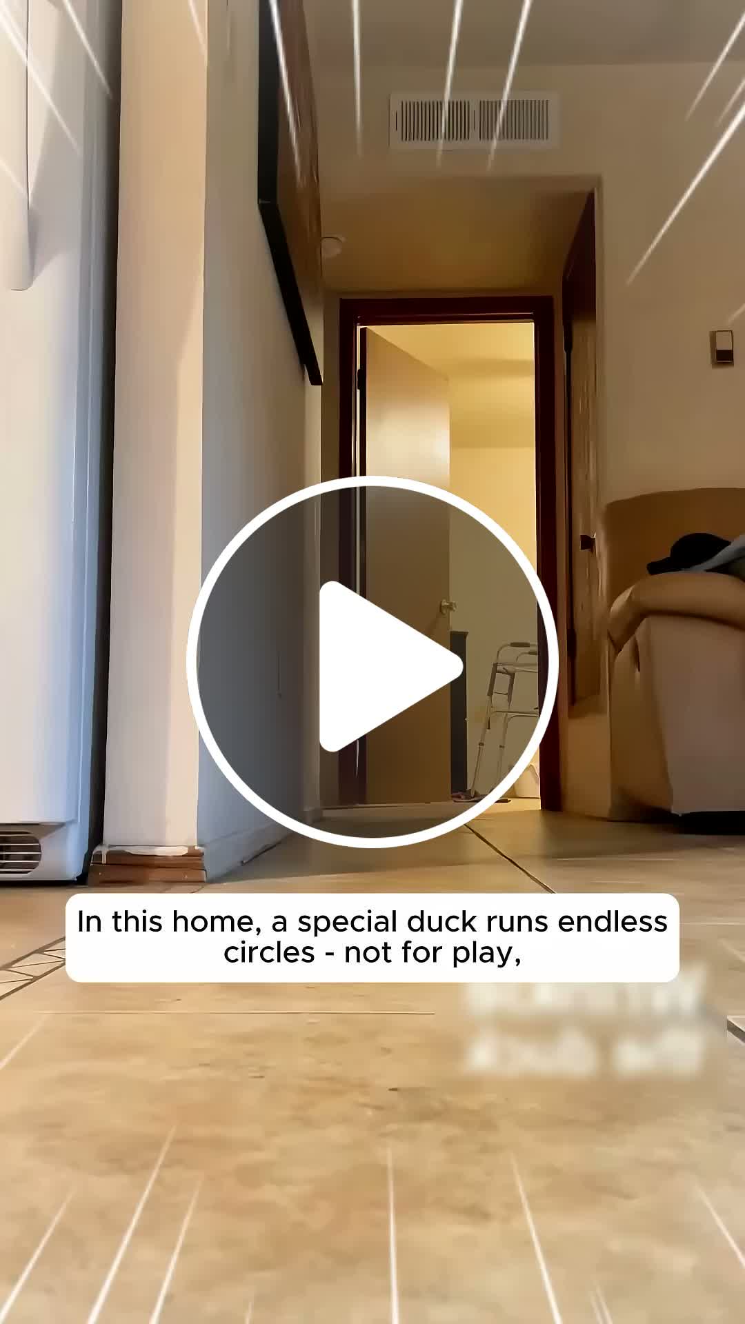 A duck with dream becomes marathon runner - NewsBreak