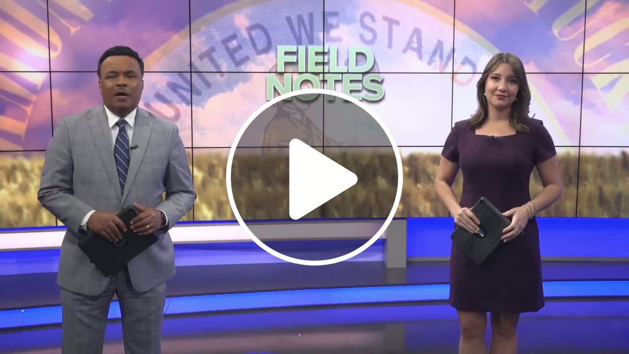 Goose's Point of View - NewsBreak