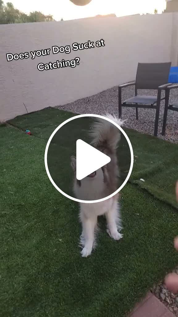 Husky misses a catch in Slo Mo - NewsBreak