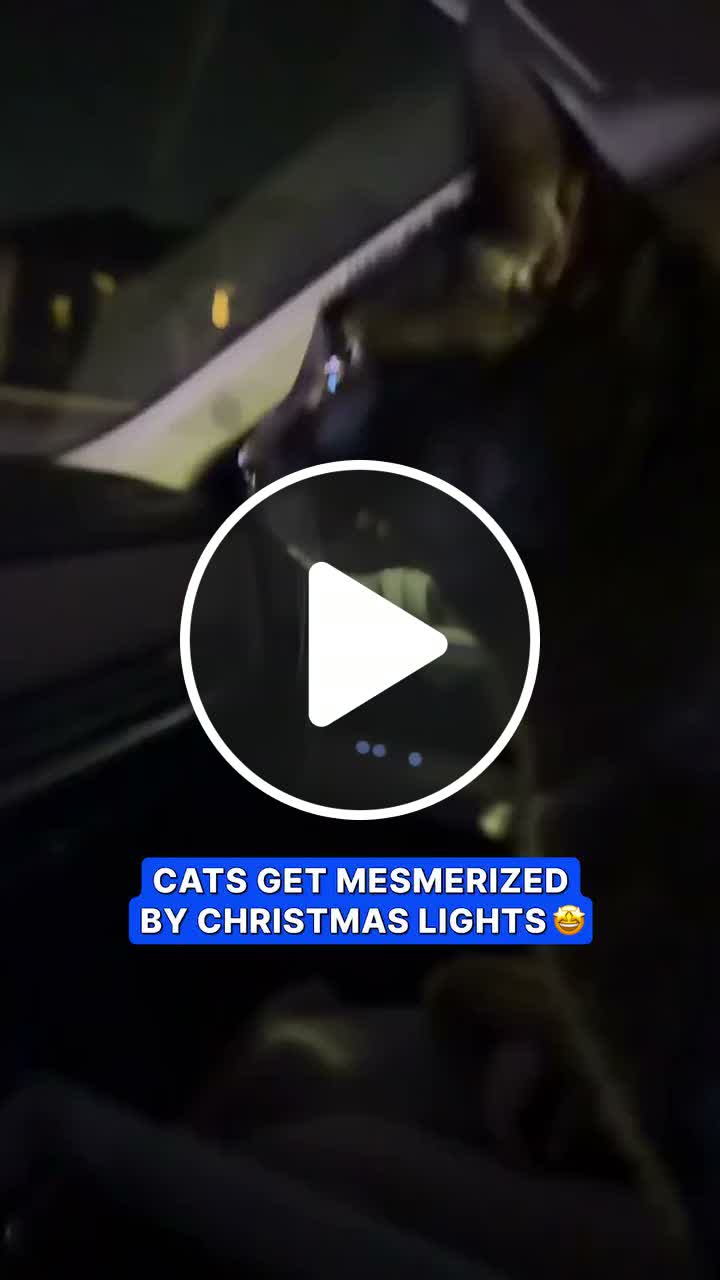 Cats get mesmerized by Christmas lights - NewsBreak