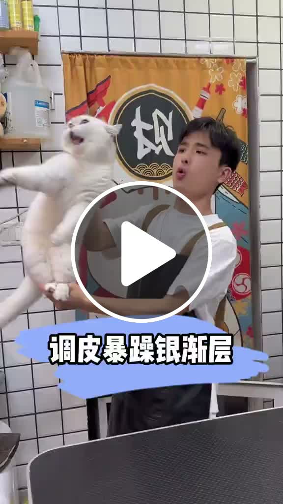 kitty #cat - NewsBreak