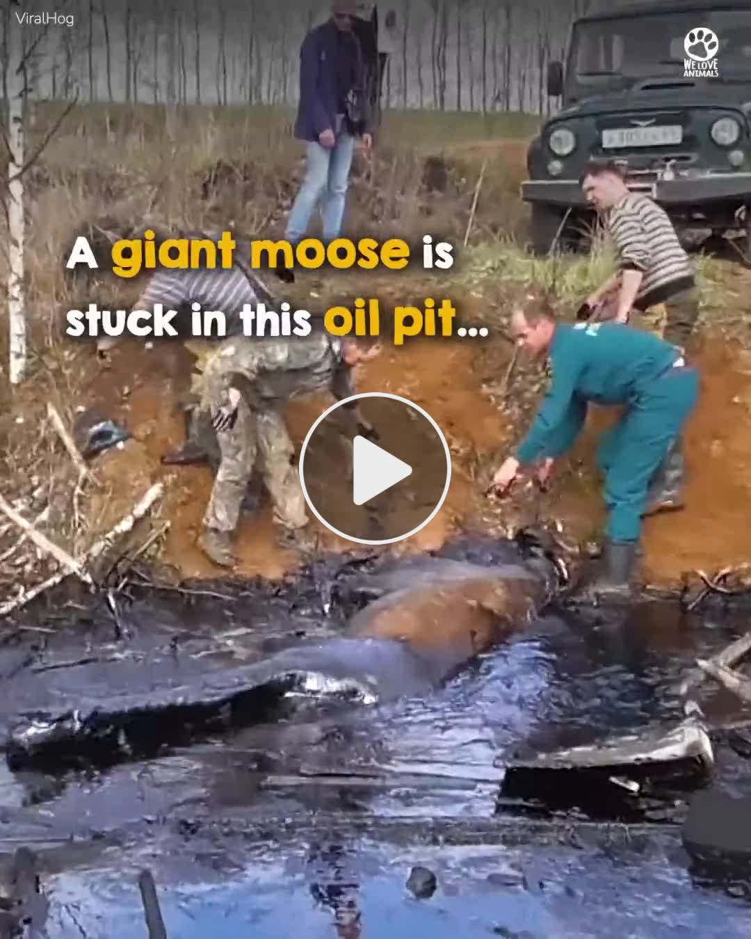 Giant moose stuck in oil pit - NewsBreak