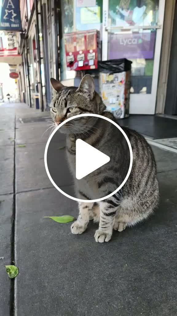 Fans of a beloved bodega cat are outraged after a Waymo robotaxi ...