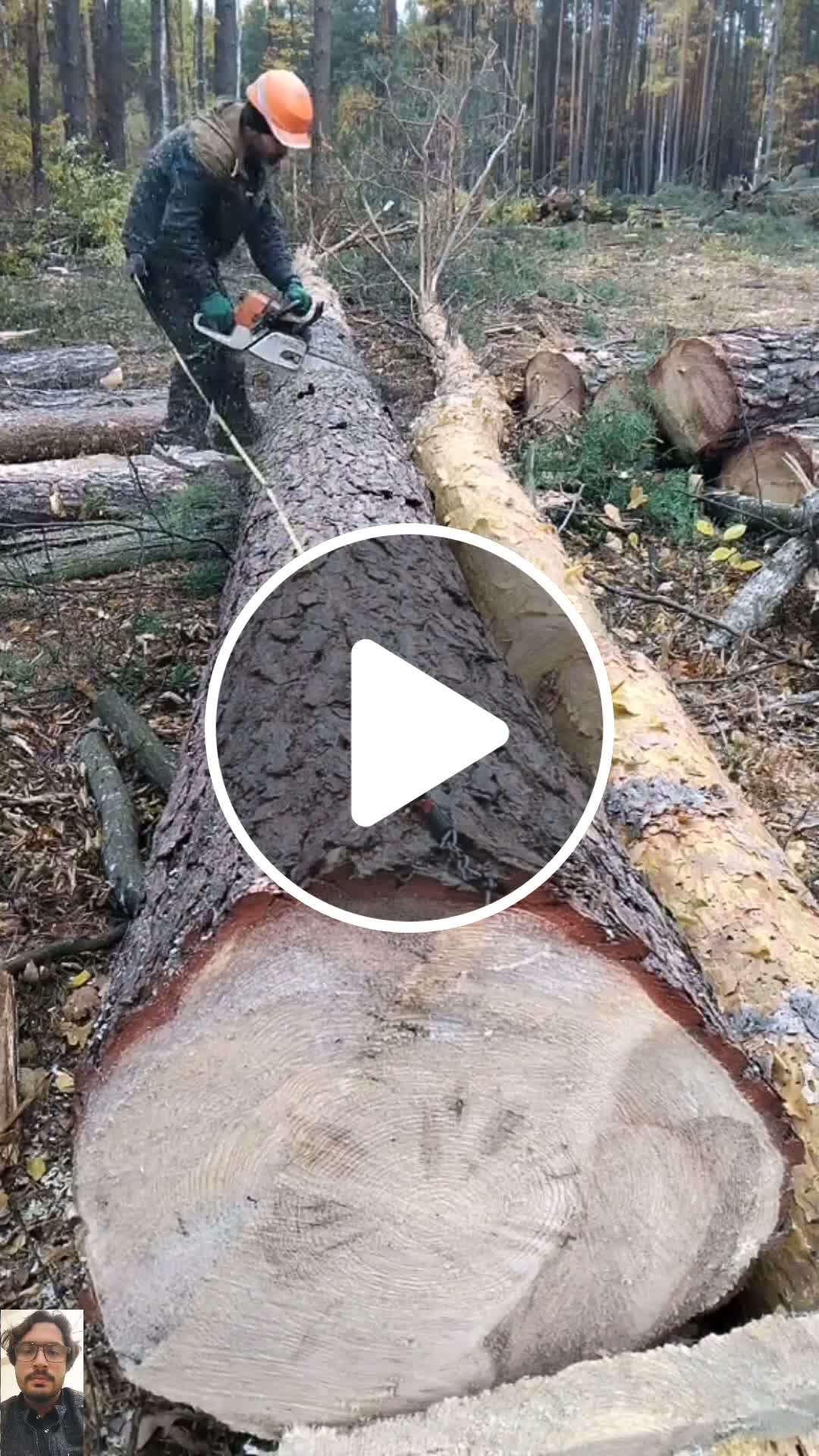 cutting tree#wood#treecutting #treecutting#tree - NewsBreak