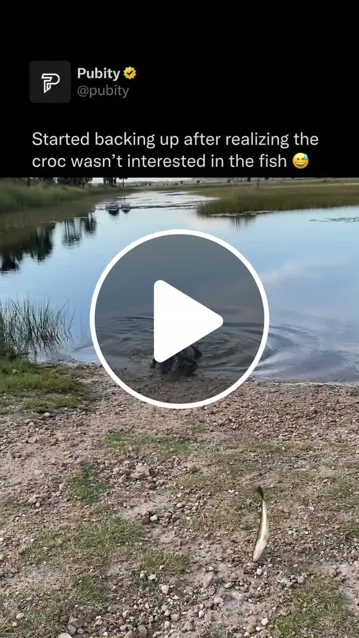 Started back8ng up after realzing the croc wasn't interested 8n the ...