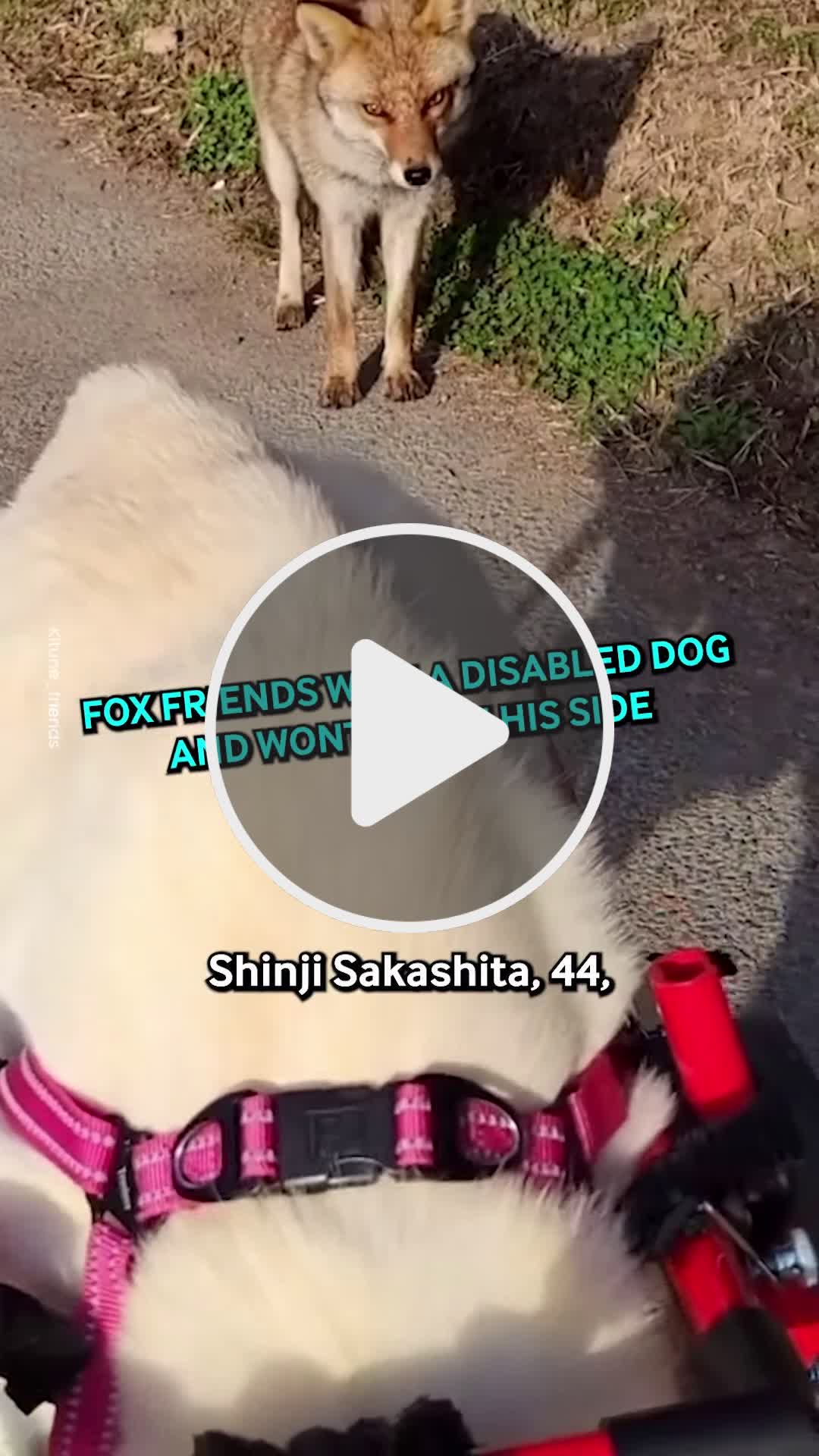 Fox Is Friends With Disabled Dog - NewsBreak