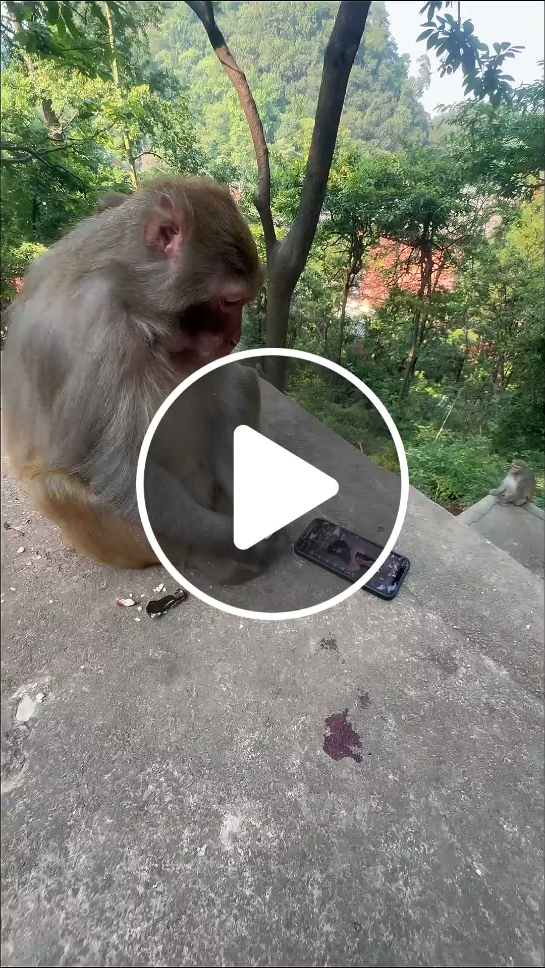Monkey Gets Mad When You Skip His Video 📱🙈😂 - NewsBreak