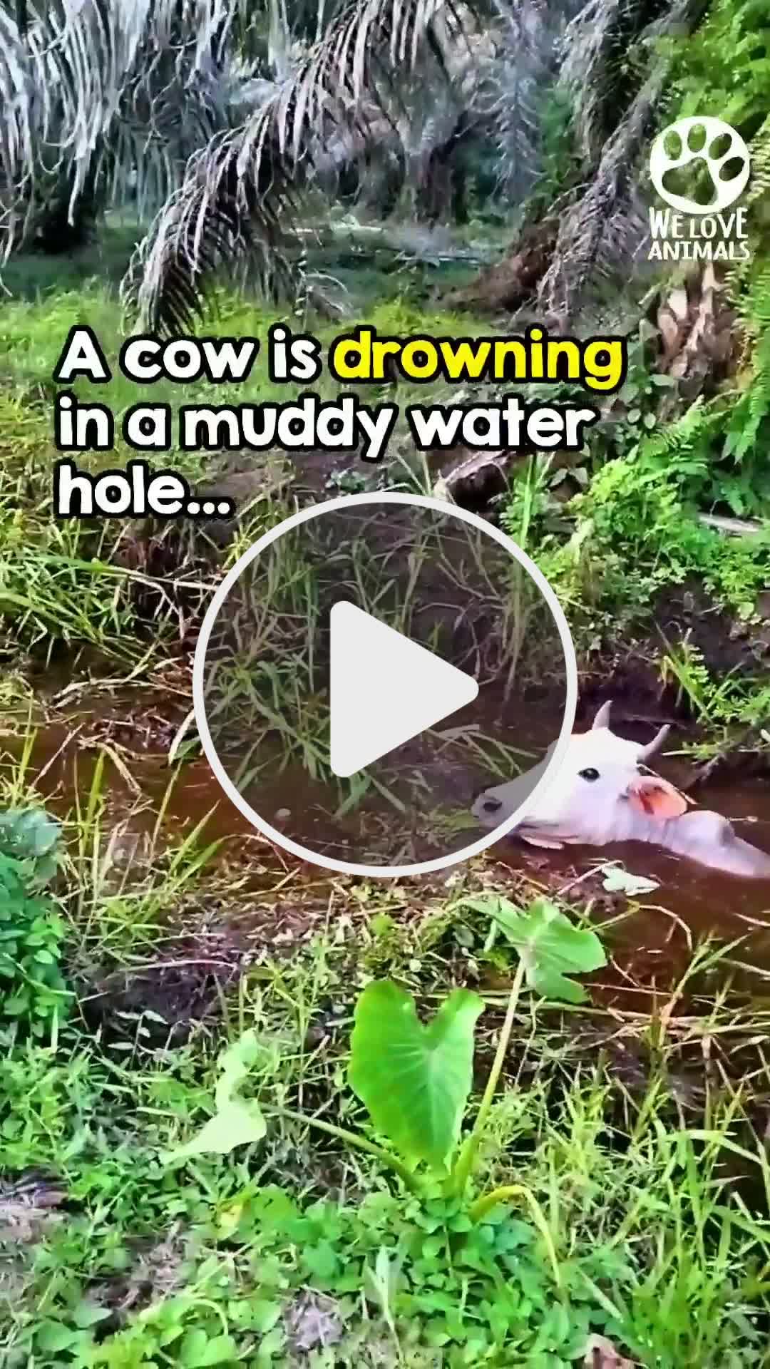 Brave men saves cow from drowning - NewsBreak