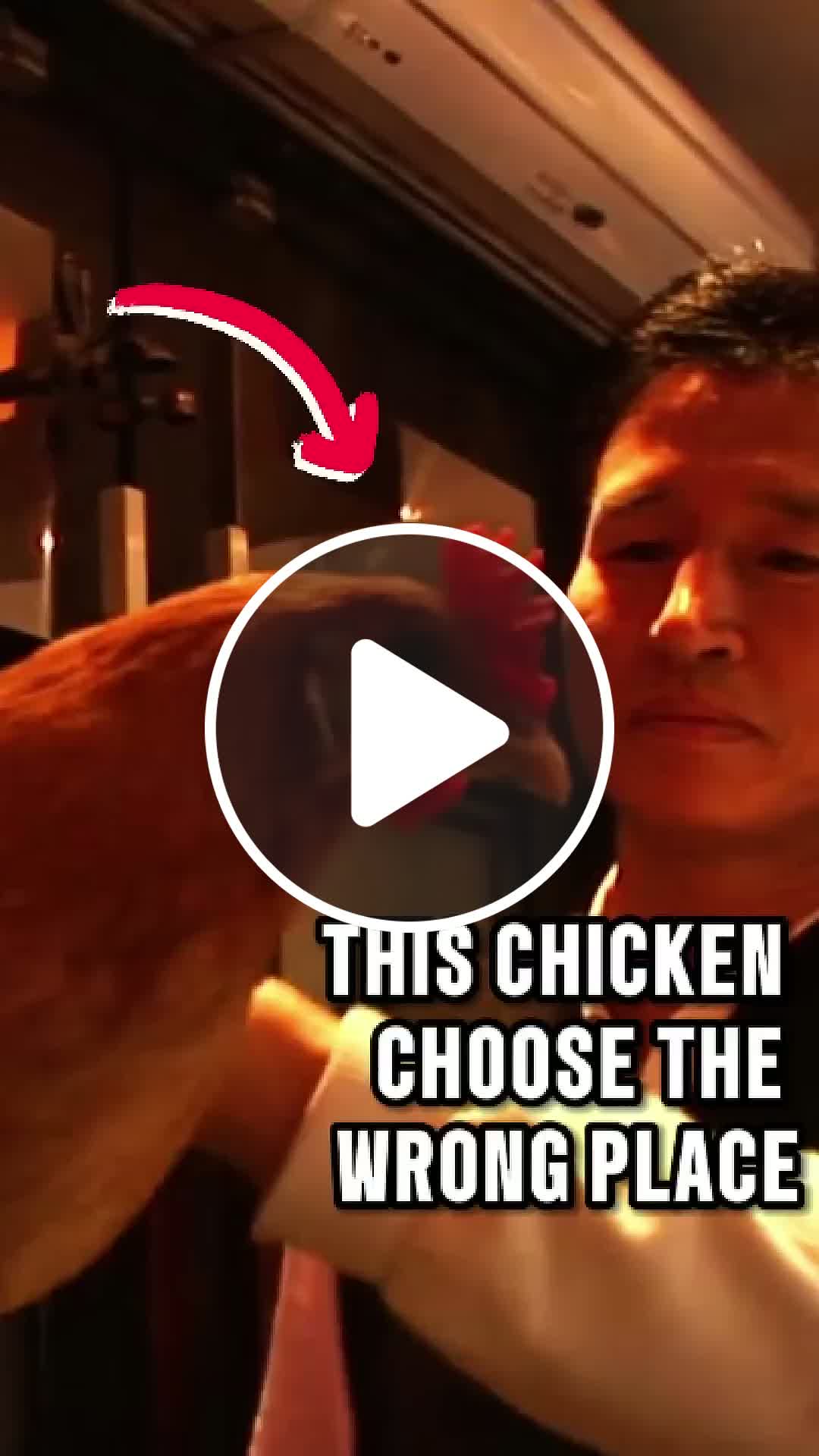 This Chicken Doesnt Fear DEATH - NewsBreak