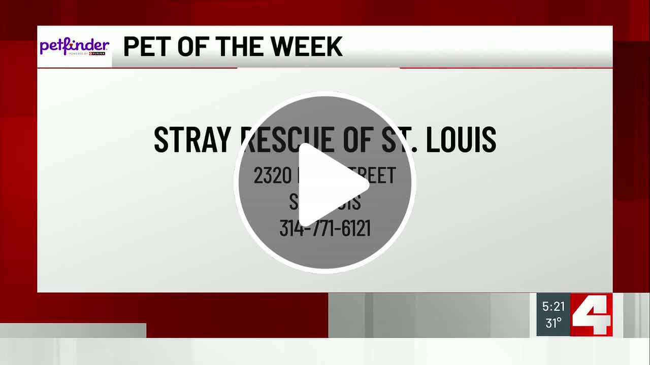 Here’s how you can adopt a sloth for Valentine’s Day - NewsBreak