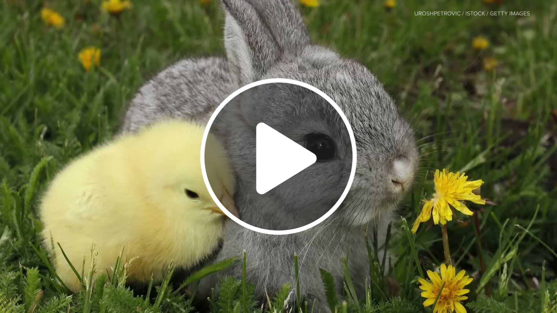 'Turkey cuddle therapy' attracts crowds to Tennessee animal sanctuary ...