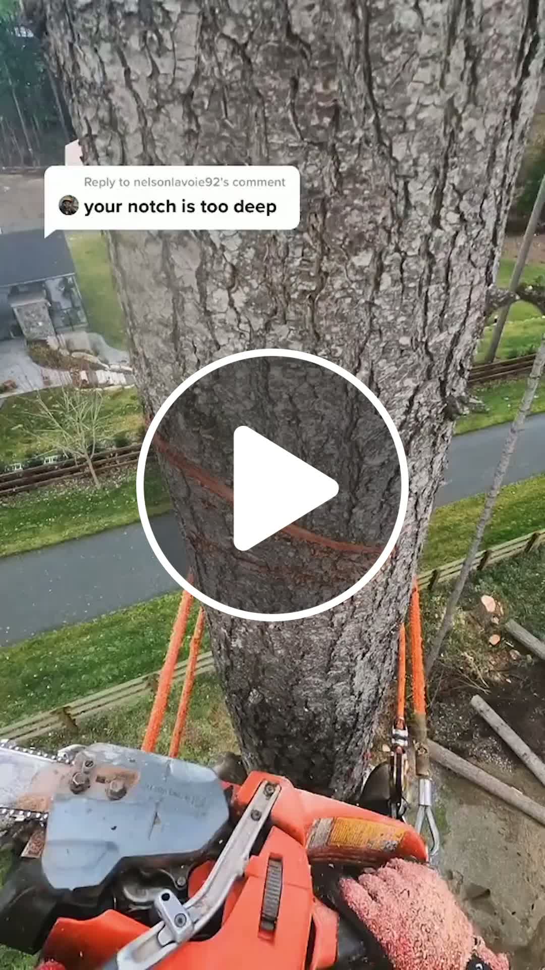 Man Films His Job Cutting Down Trees - NewsBreak