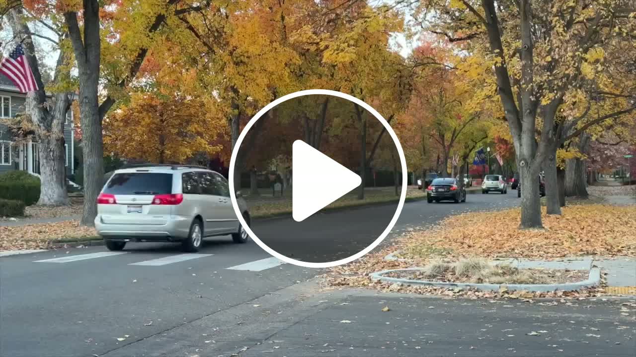 Wild turkeys turn Boise’s North End into their new roost - NewsBreak