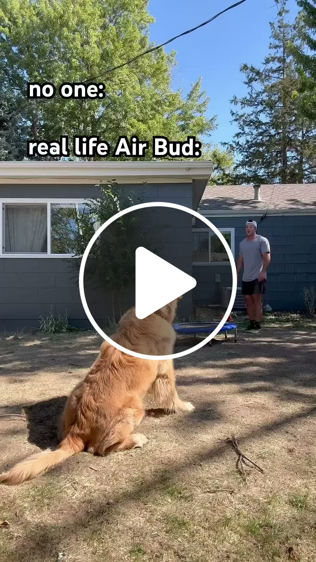 Adorable dog attempts flip off of trampoline #dogsofyoutube # ...