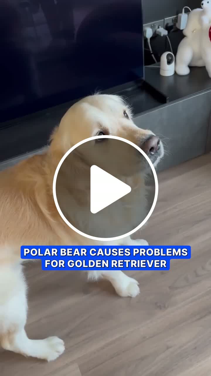 Golden retriever is not a fan of Christmas decoration - NewsBreak