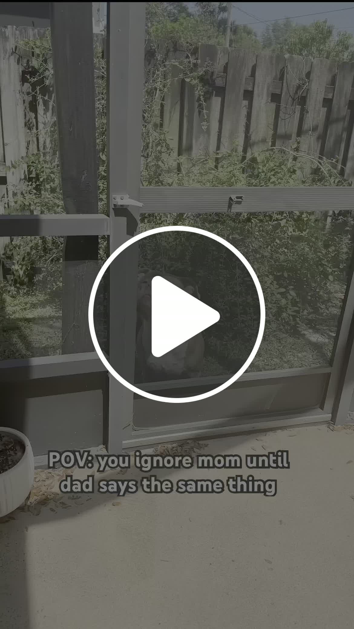 XL Bully bullying me - NewsBreak