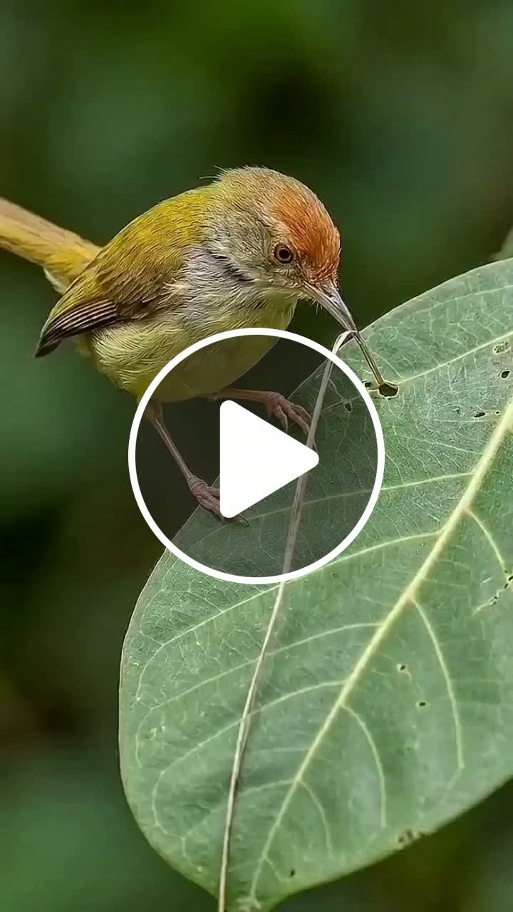 This is how birds do it - NewsBreak