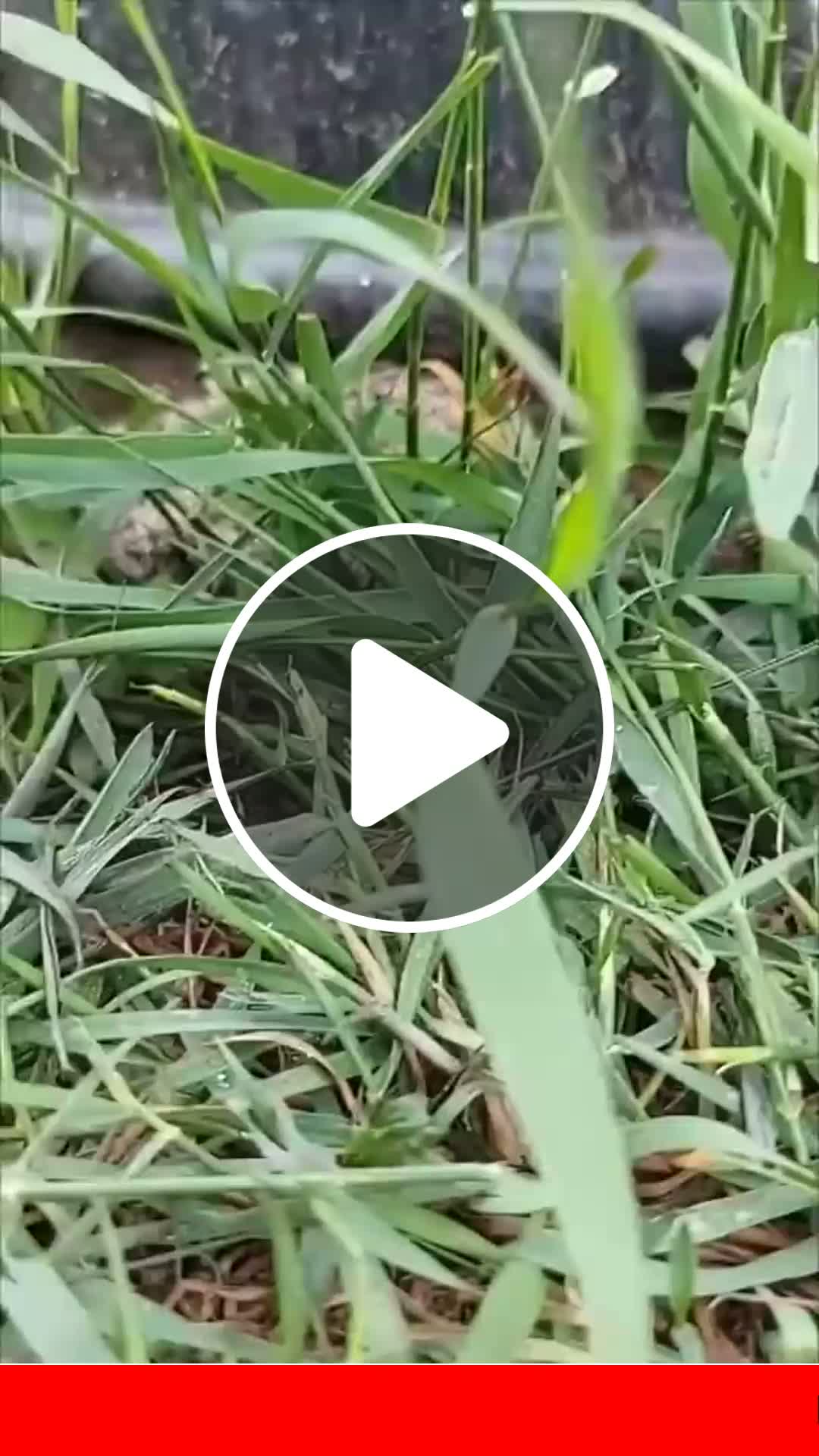 Baby Rabbit Sleeping Behind Grass Yelling Once Exposed - NewsBreak