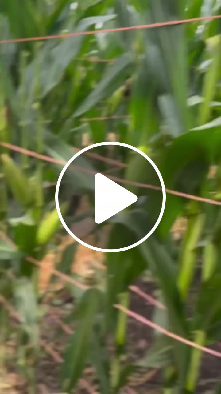 Prince Harry showed off his impressive pumpkin-carving skills - NewsBreak