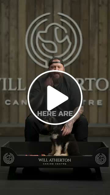 4 Useless Things You Shouldn’t Waste Your Money On With Your Puppy ...