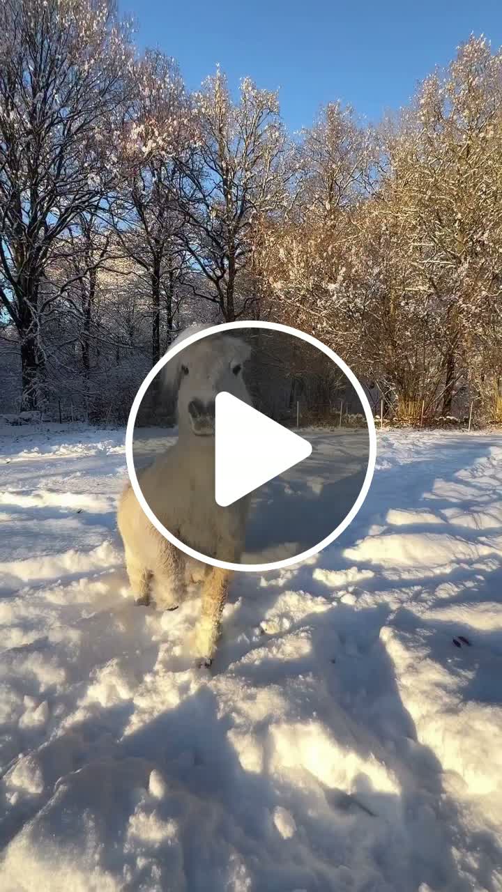 The best pony on earth🥰 - NewsBreak