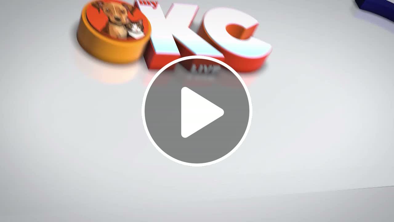 FurEver Home Friends: KC Paws - NewsBreak