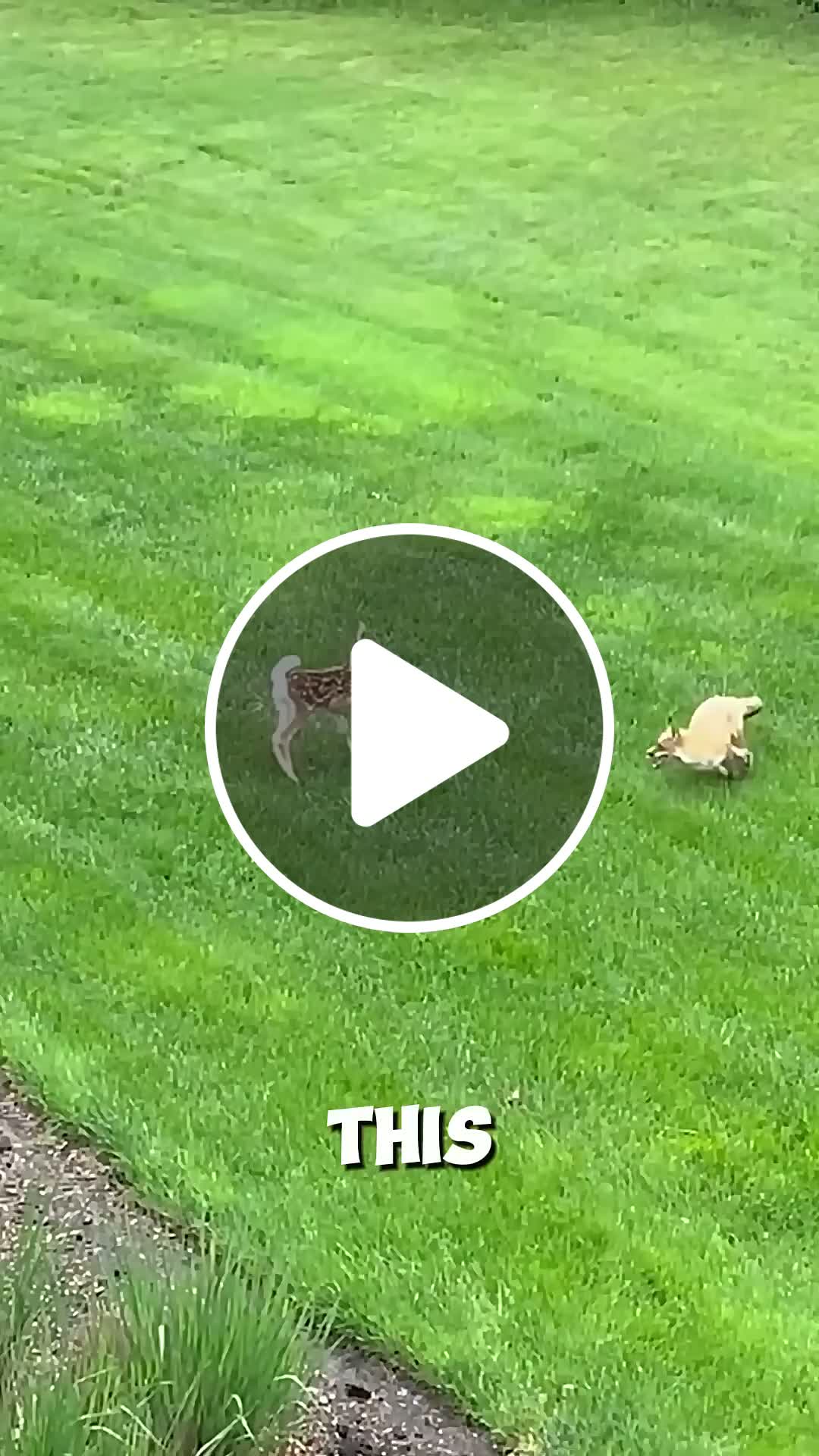 The little deer bravely chased away the fox. 🦊 #fox - NewsBreak