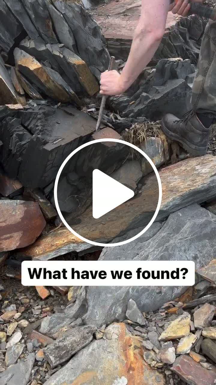 Wxepfxei1nexposing A Perfect Jurassic Belemnite (squid-like Creature ...