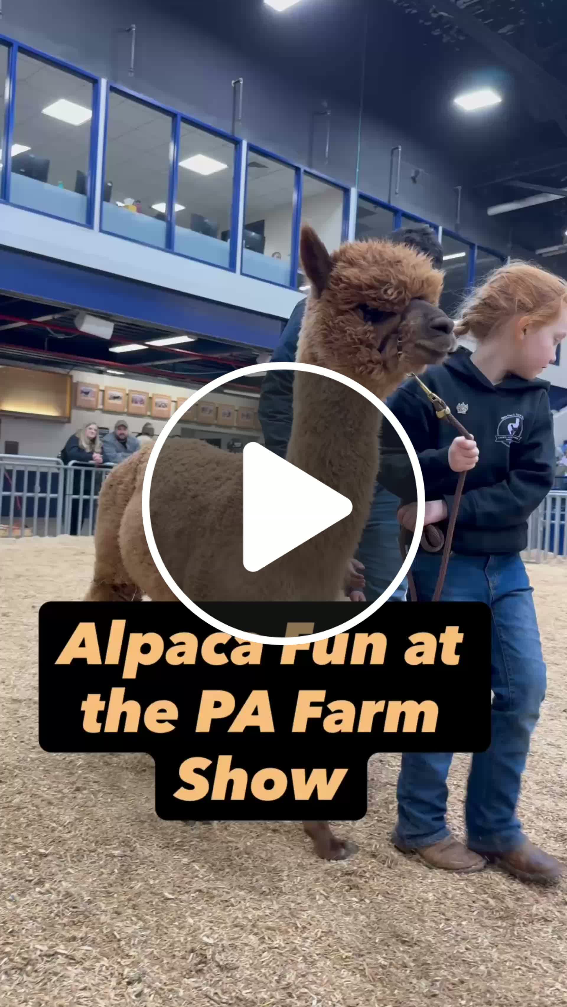 Alpaca Fun at the PA Farm Show - NewsBreak