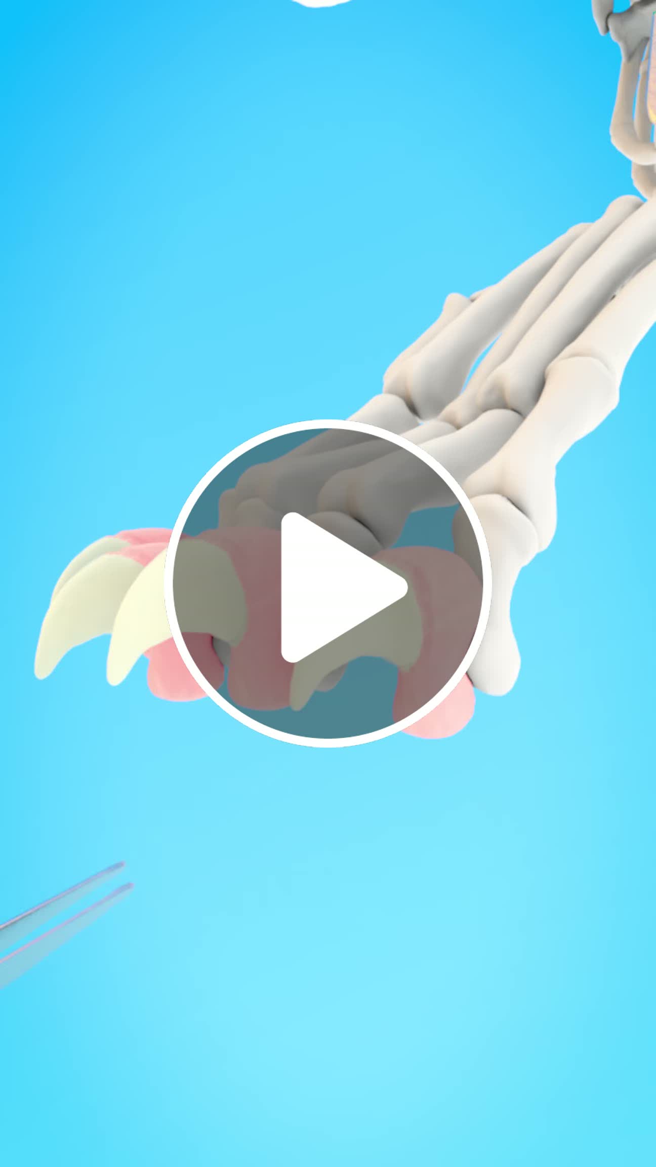 Don't Declaw Your Cat 😰 - NewsBreak