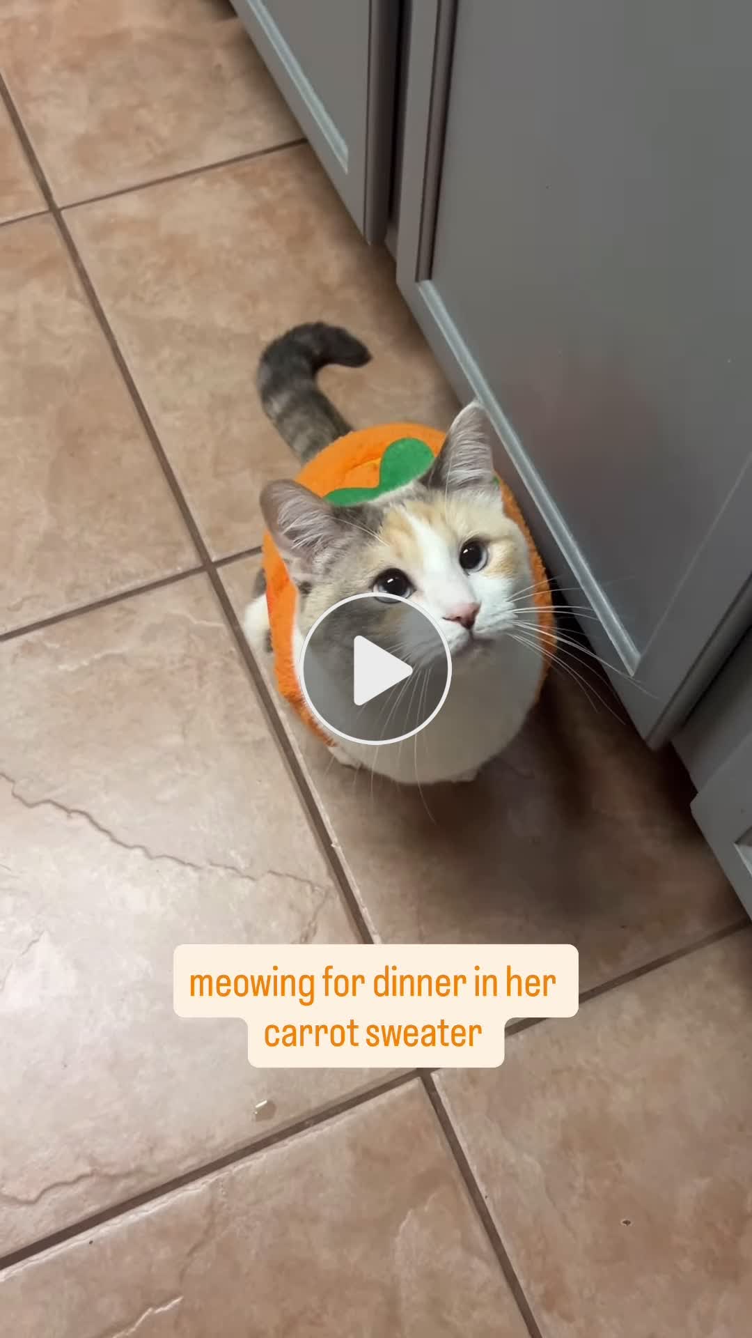 Meow meow meow meow meow meow meow meow meow meow meow meow meow meow ...