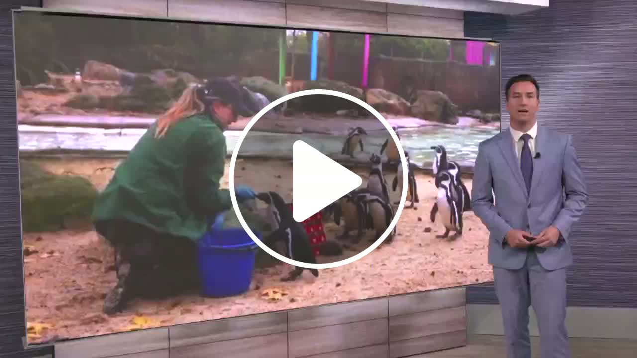 Penguins Inspect Advent Calendar At Zoo - NewsBreak