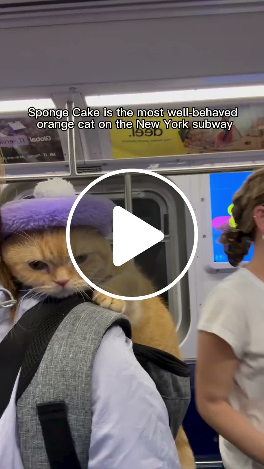 orange cat# trending # funny videos - NewsBreak