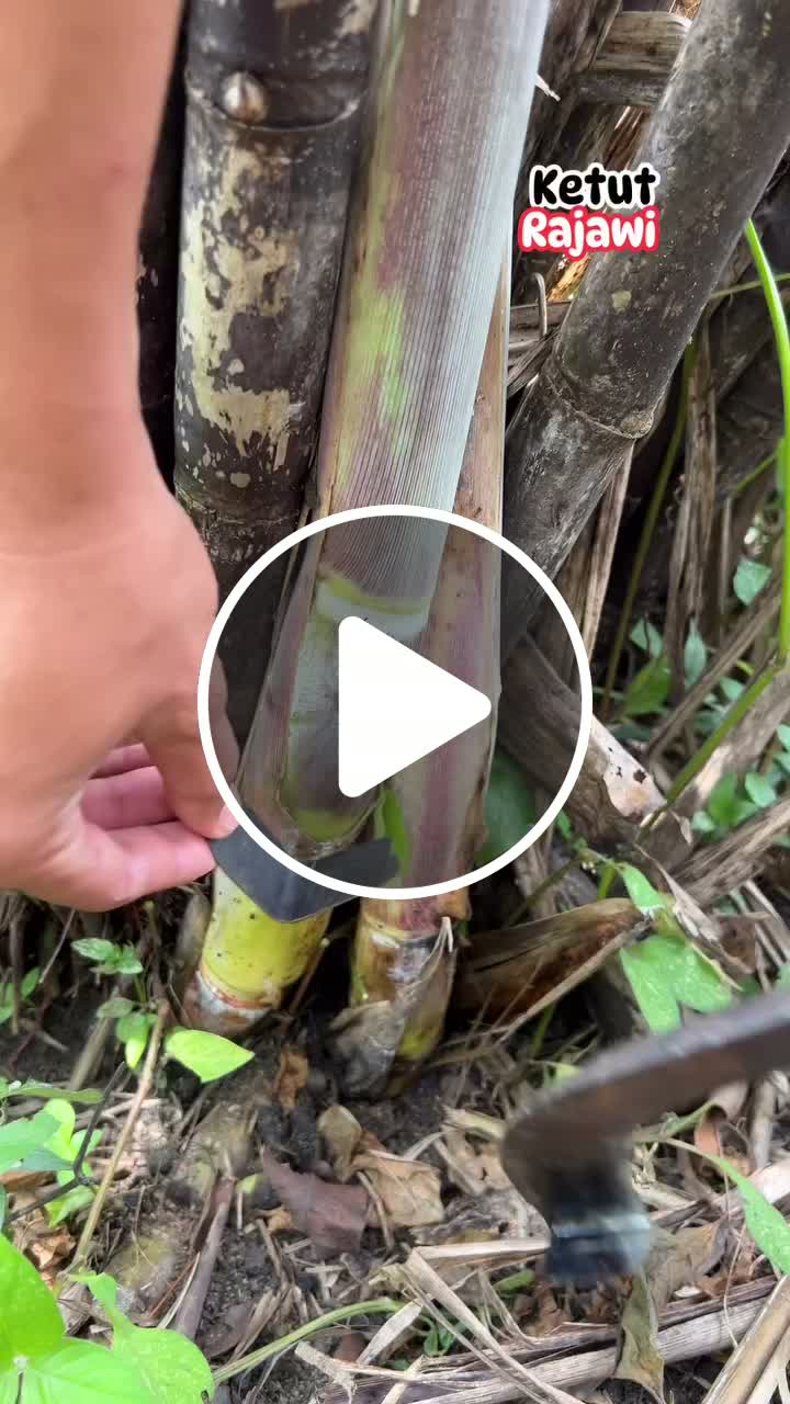 What a Pathetic Little Man”: NFL Fans Savage Donald Trump for Sitting ...