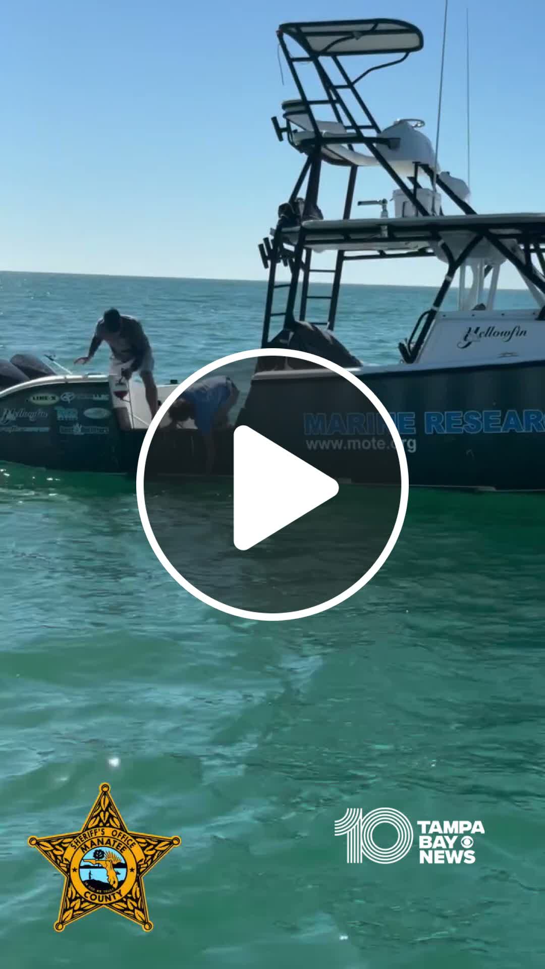 Shark tangled in fishing line rescued by marine deputies, Mote staff ...