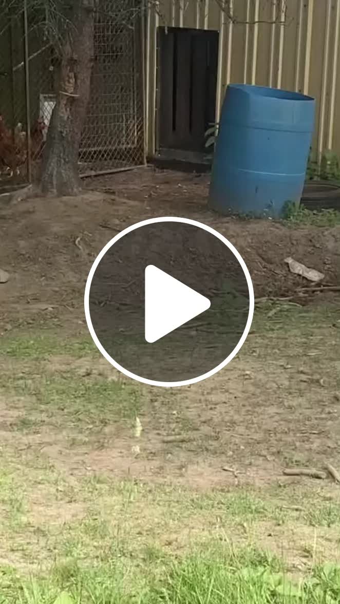 Every morning should start like this! Happy Sunday! #donkey #fyp ...