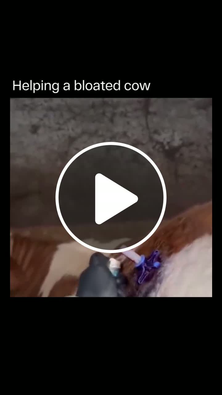 The flame comes from gas released from a bloated cow's stomach. Cows ...