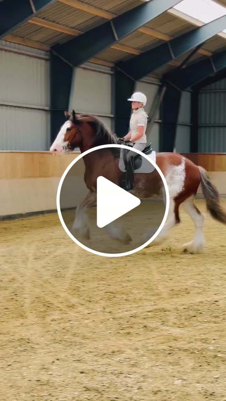 Happy New Year - Along with the most beautiful and best animals in the ...