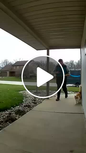 Amazon driver welcomed by adorable cat - NewsBreak