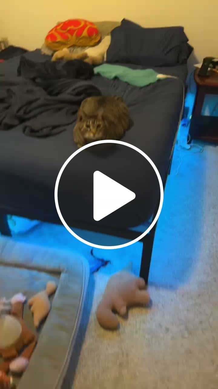 #cat #cats - NewsBreak