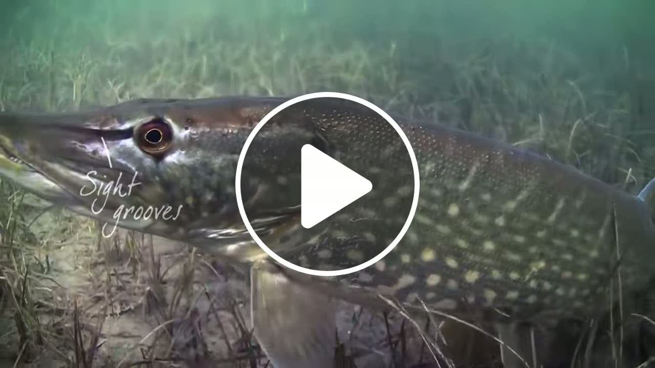 Part 2 of 4 Searching For Legendary Giant Pike In Ireland rivermonster ...