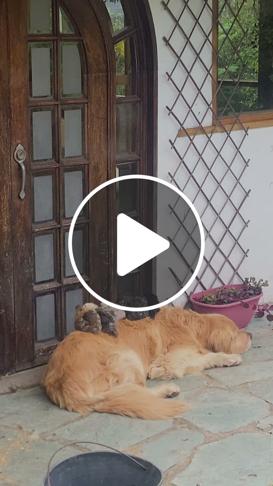 The Best Nanny Ever - NewsBreak