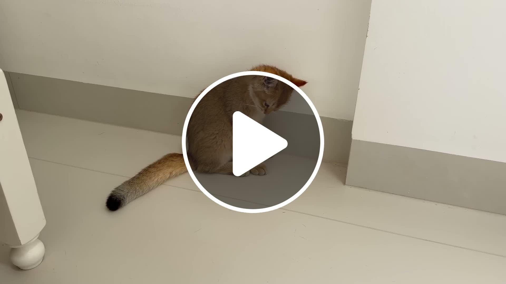 What is the reaction of a Japanese Shiba Inu puppy when it sees an ...