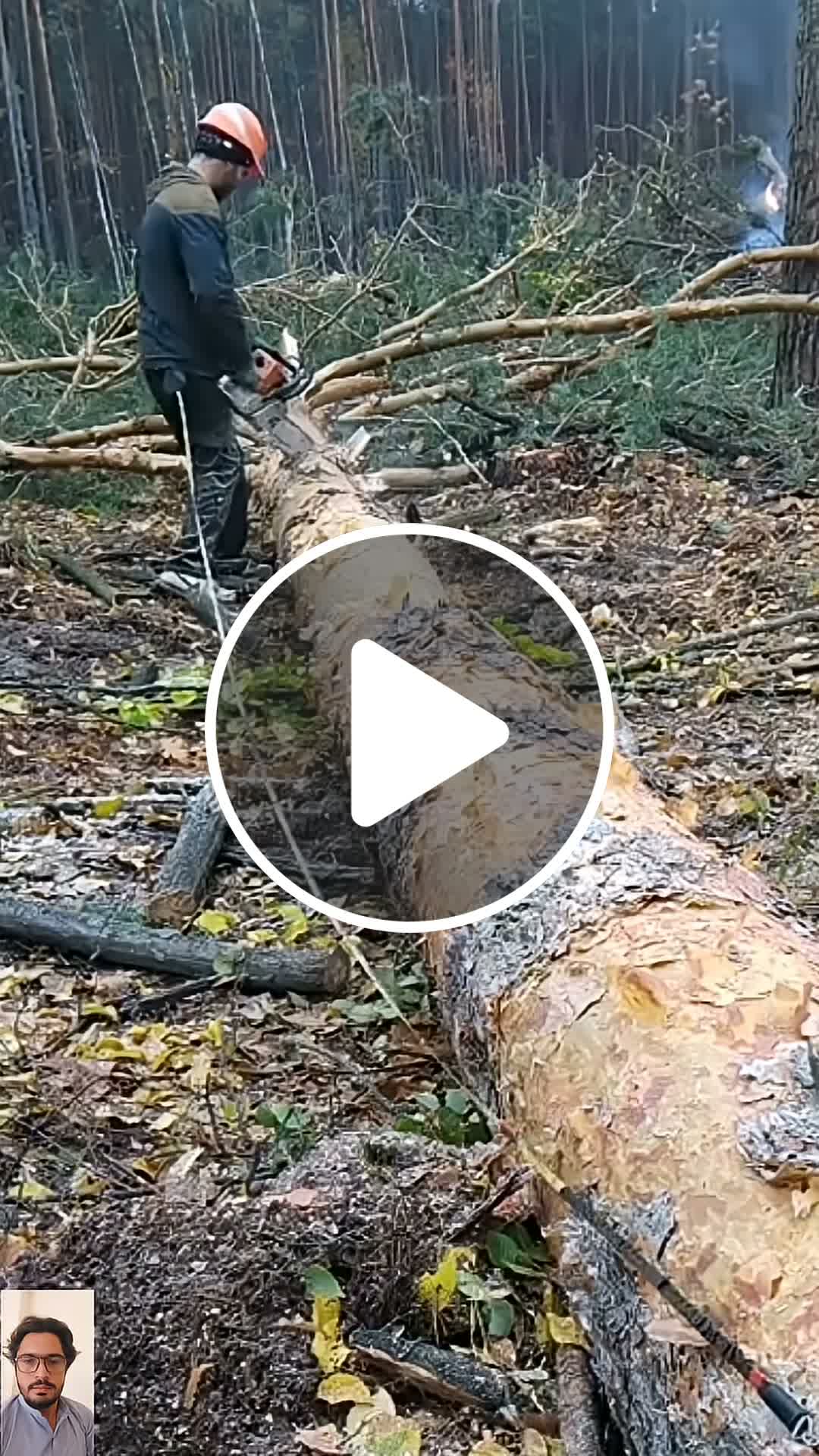 cutting tree#wood#treecutting#treecutting#tree #treepath - NewsBreak
