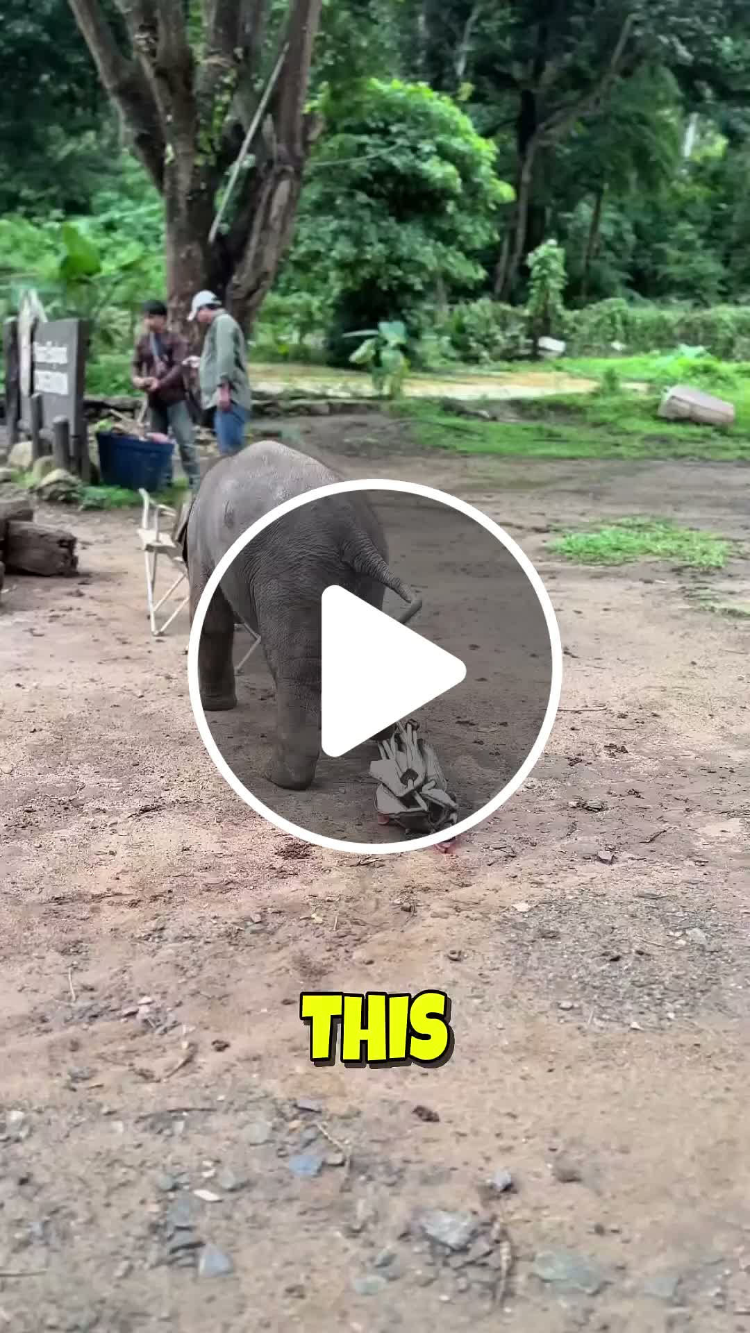 This baby elephant just wanted a seat! 🐘 ️ 🪑 - NewsBreak