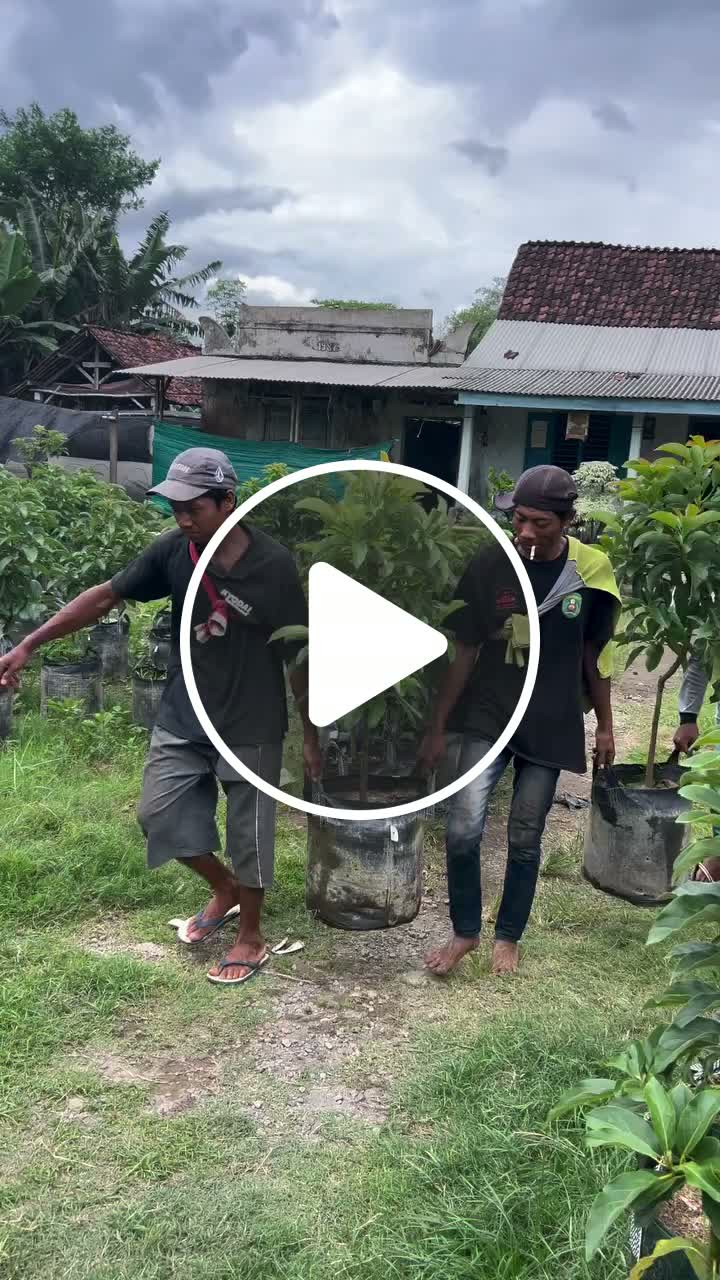 Man rescues wandering toddlers from middle of busy traffic on Florida ...