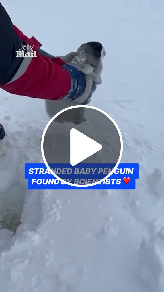 This is the heartwarming moment a stranded penguin chick was safely ...