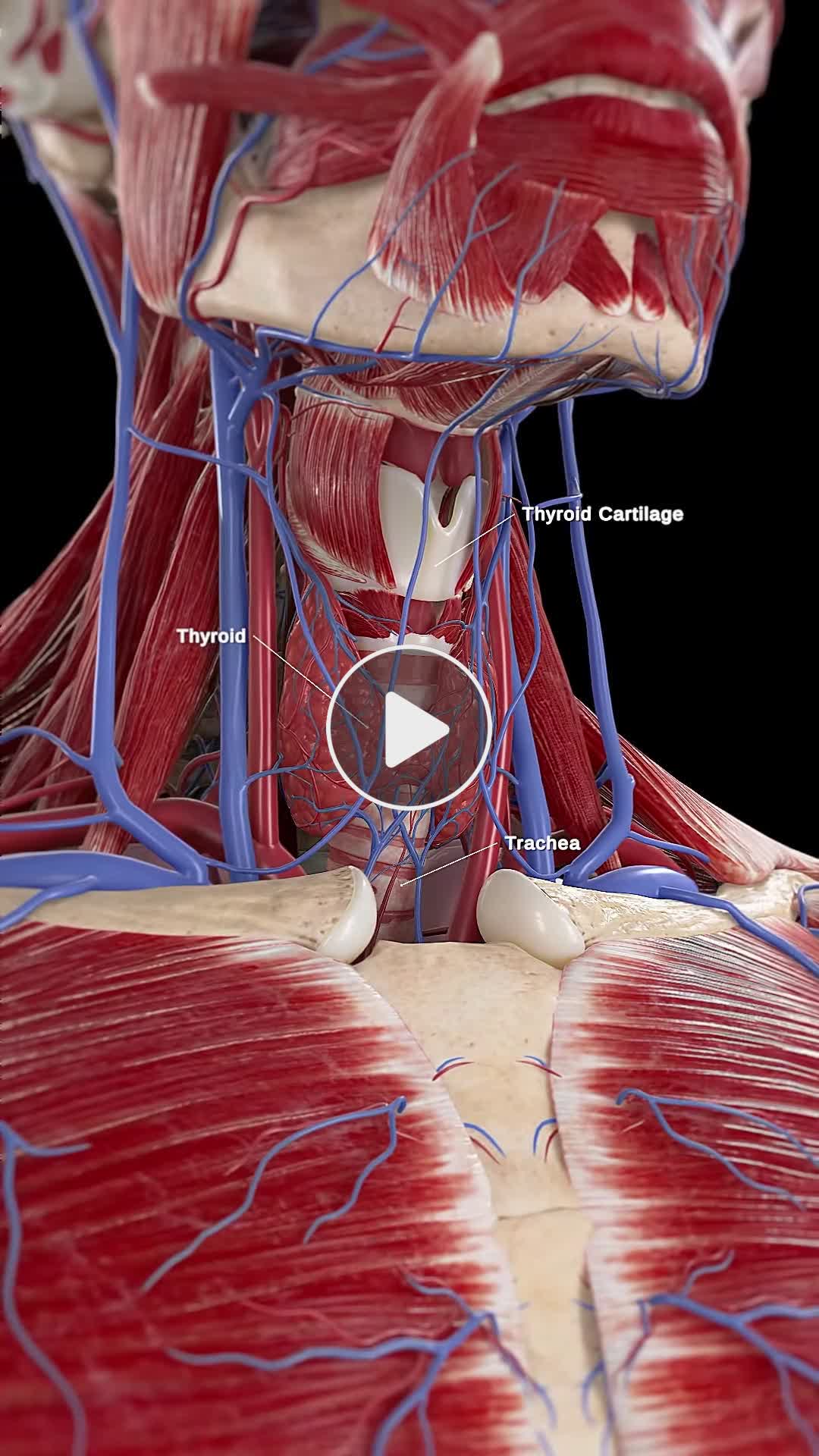 what-does-your-thyroid-gland-do-this-small-gland-in-your-neck