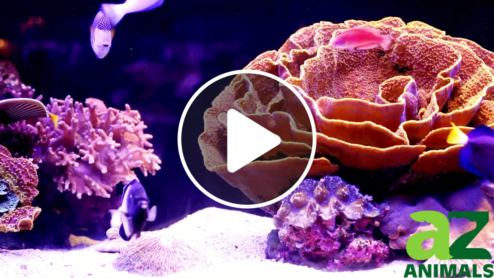 The Most Expensive Fish Money Can Buy - NewsBreak