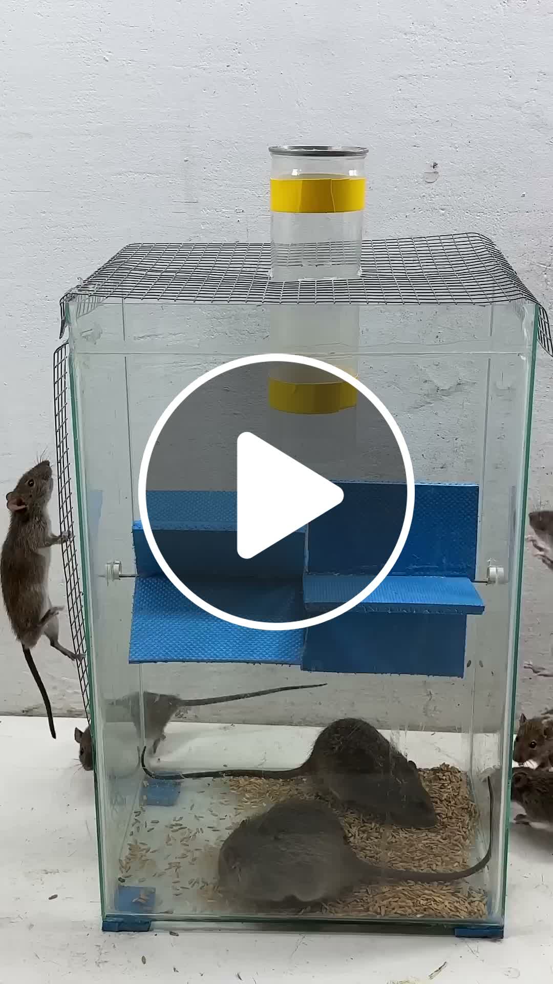 The most perfect homemade mouse trap idea at home #mousetrap #rat # ...